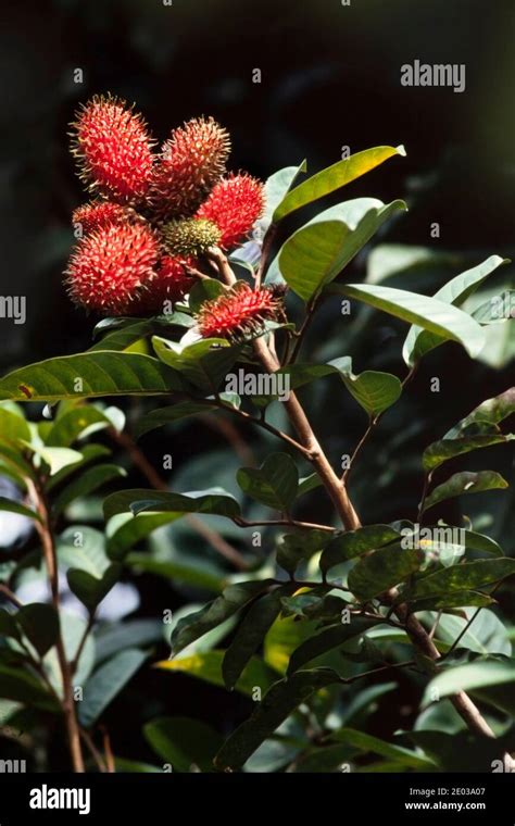 Forest Or Wild Rambutan Fruit Nephelium Lappaceum Malaysia Stock