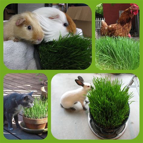 Diy Growing Decorative Wheatgrass For Easter Or Anytime Frugal Upstate