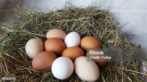 다른 색깔의 신선한 닭고기 계란 건초에 더미에 거짓말 농업과 가정 부활절 준비 시골에서 농장 라이프 스타일 갈색에 대한 스톡 사진 및 기타 이미지 Istock