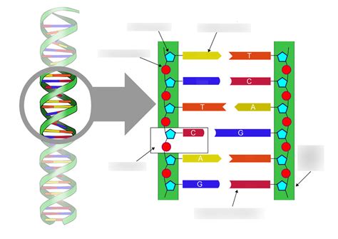 Science Biology Year 10 Core Dna Diagram Quizlet