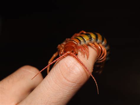 Dangers Of Centipede Bites What You Need To Know Pest Me Off