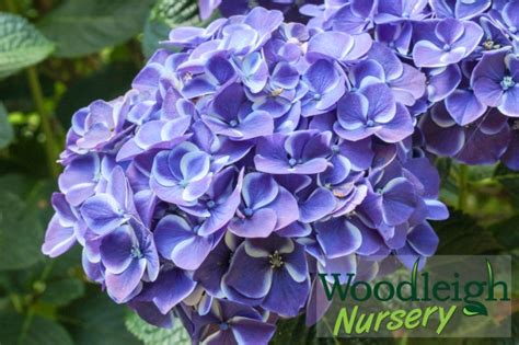 Hydrangea Macrophylla Mars Sold Out See Saturn Or Sensation Harlequin Woodleigh Nursery