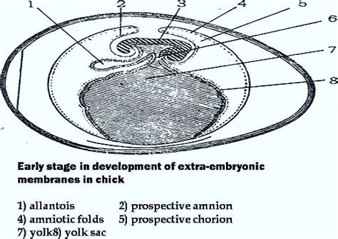 Chick Extra Embryonic Membranes Biozoom