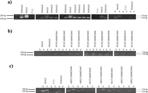 Sex Identification Using The AMELX AMELY Test To Determine The Sex Of