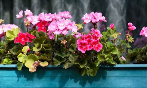 10 Plantas Con Flores Rosas De Exterior