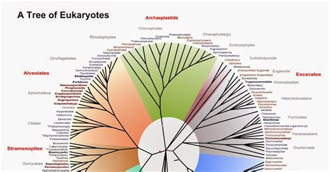 Skeptic Wonder Update Tree Of Eukaryotes Parasitology Edition