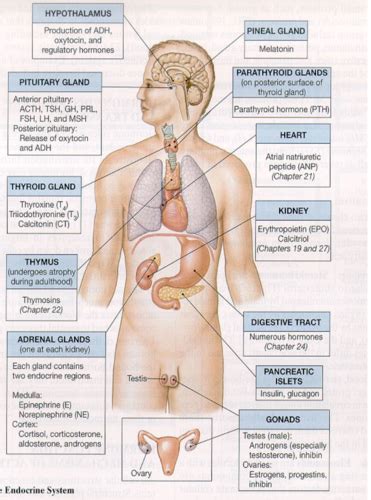Physiology Exam 2 Flashcards Quizlet