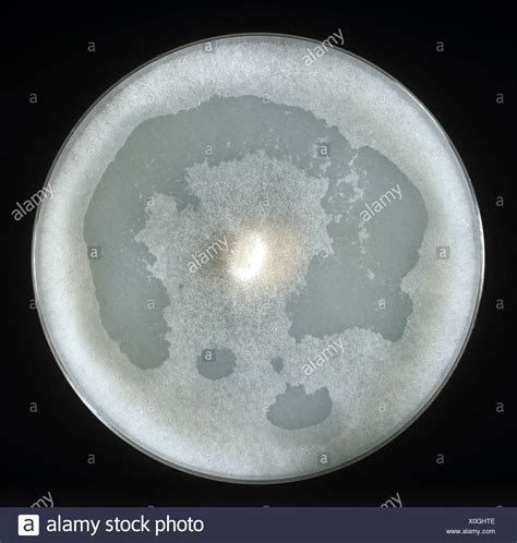 Potato Crop Blight High Resolution Stock Photography And Images Alamy