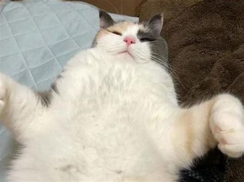 経験ある？幸せな「猫吸い」。注意しないと病気の危険も ねこのきもちnews