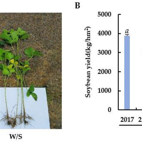 Comparison Of Soybean Plant Morphology A And Yield In Each Year B Download Scientific