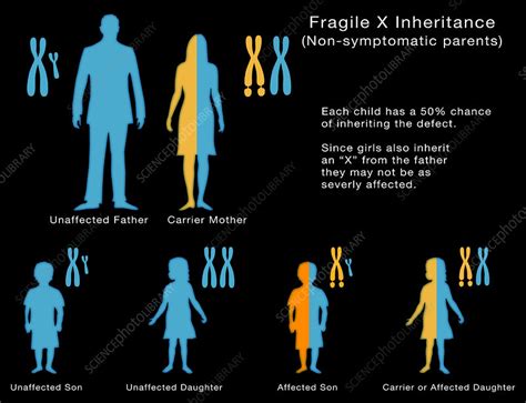 Fragile X Inheritance Illustration Stock Image C0306640 Science Photo Library