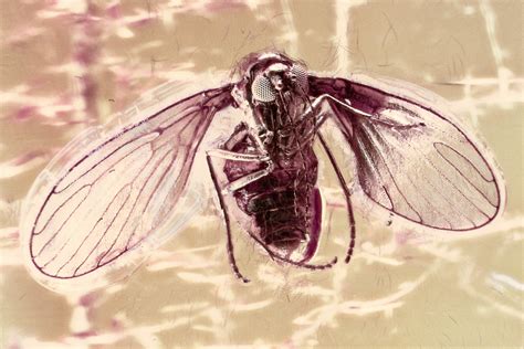 Detailed Fossil Moth Fly Psychodidae In Baltic Amber 325443 For Sale