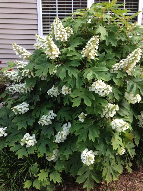 Oak Leaf Hydrangea Oakleaf Hydrangea Oak Leaf Hydrangea