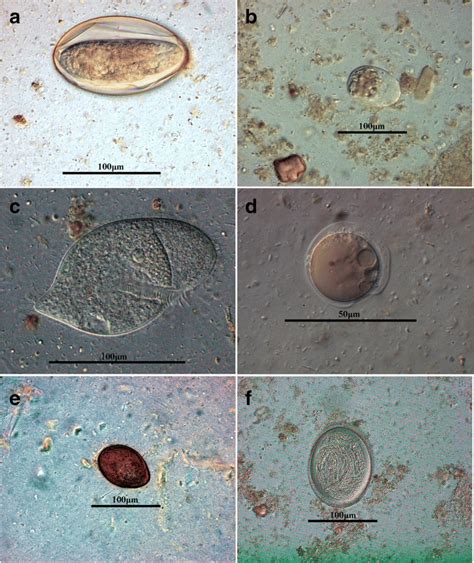 Reptile Parasite Test At Stanley Urbina Blog