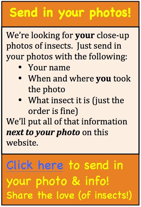 Insect Identification