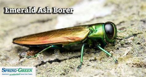 Green Emerald Ash Borer