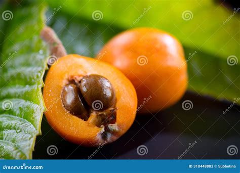 Loquat Ripe Fruit Sustainable Farming Stock Image