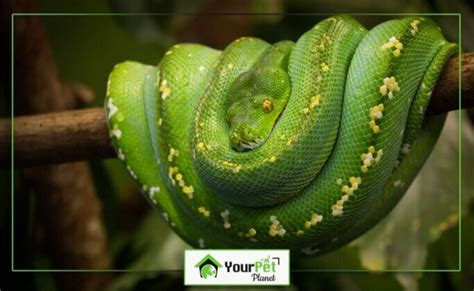 Top Green Tree Python Fun Facts You Must Know Your Pet Planet