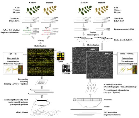 Schematic Overview Of Array And Target Preparation For Cdna And Download Scientific Diagram