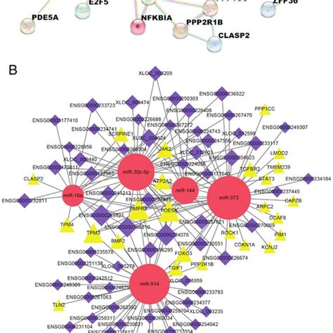Molecular Regulatory Interaction Network A Protein Protein