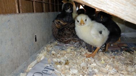 arduino or raspberry r arduino