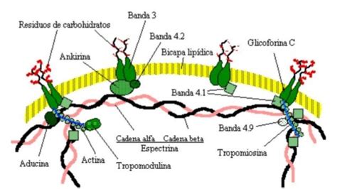 Membrana Eritrocitaria
