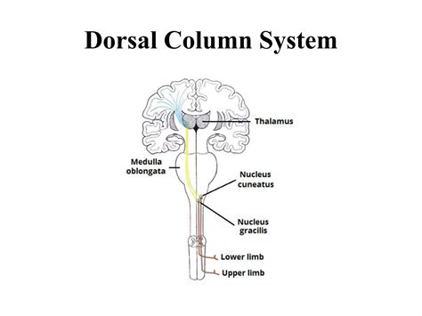 Spinal Cord Pptx Brain And Nervous System Disorders Diseases And