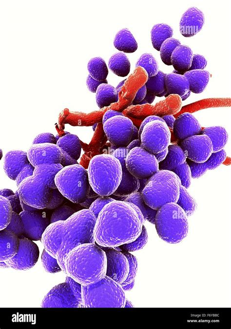Streptococcus Faecalis