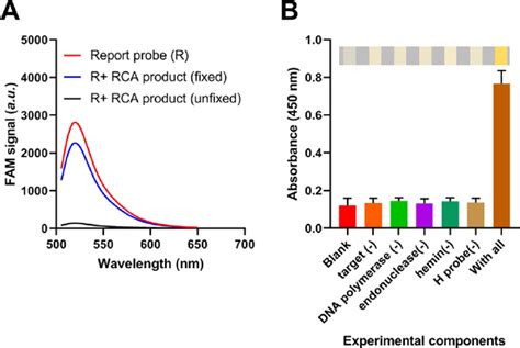 Feasibility Of RCA Fixation Of Biotin Labeled Long SsDNA Product And Download Scientific