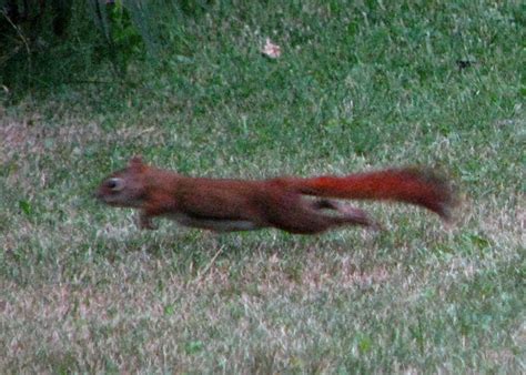 Red Squirrel Project Noah