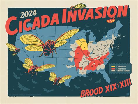 Cicada Invasion 2025 Which States Stella Grace