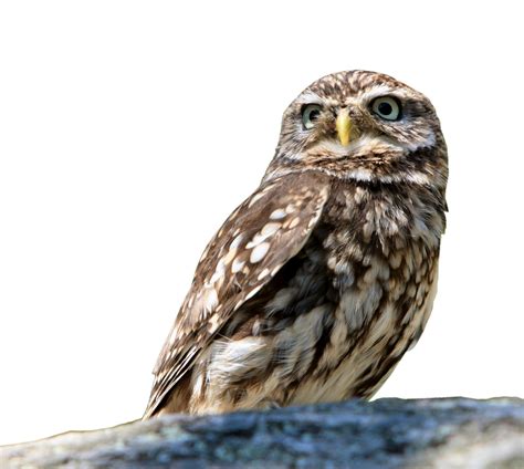 Owl Isolated White Background Free Stock Photo - Public Domain Pictures