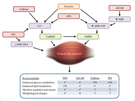 Proposed Experimental Models To Examine Skeletal Muscle Specific Download Scientific Diagram