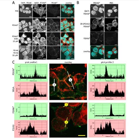 The Kdel Sequence Of Pdia6 Is Mandatory For Its Cell Surface