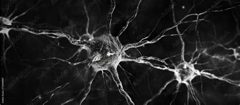 Apical Dendrite Structure Of Cortical Pyramidal Neurons With Spines And