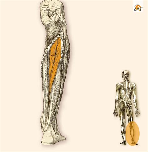 Tibialis Posterior Anatomyzone