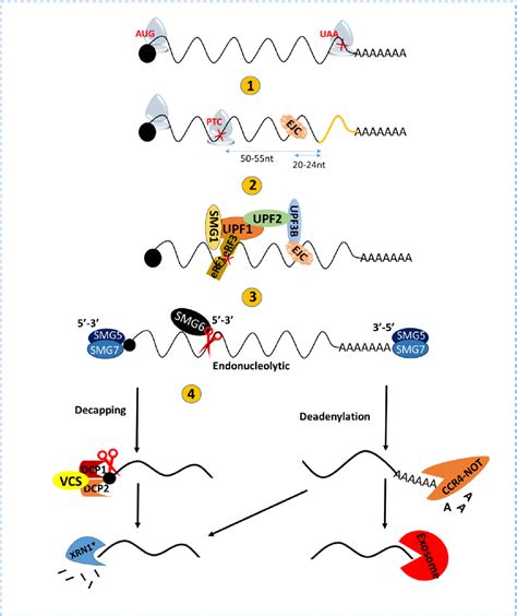 Figure From Molecular Interaction Of Nonsense Mediated MRNA Decay With Viruses Semantic Scholar