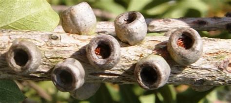 What Is This Attached To A Bottlebrush Plant Uf Ifas Extension