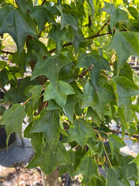 Trident Maple Acer Buergerianum Supertrees Nursery