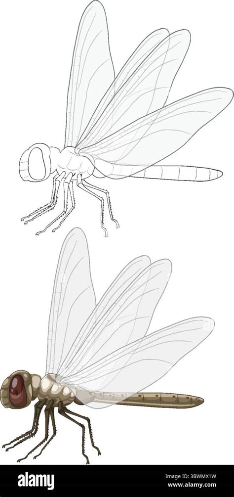 Dragonfly Wing Structure Stock Vector Images Alamy