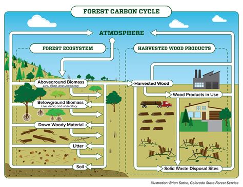Colorado Forests Are Releasing More Carbon Than They Capture Each Year