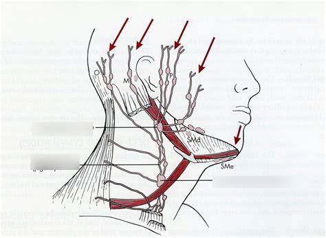 Nodes Diagram Quizlet