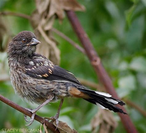 Juvenile Spotted Towhee Bird In Natural Habitat