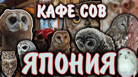 ГДЕ продают СОВ в ТОКИО Выбираем СОВУ🦉 Youtube