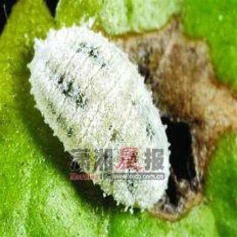 Insect Annotation Object Detection Dataset And Pre Trained Model By Solar Cell Defect