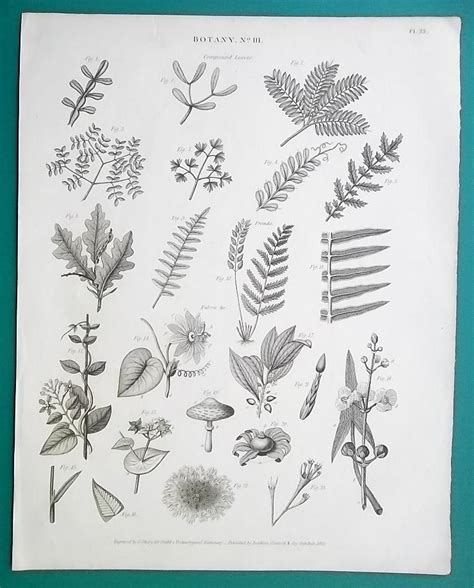 Tripinnately Compound Leaf Leaf Terminology