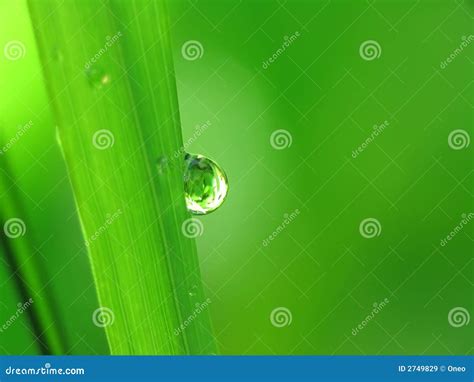 Gotas De Lluvia En Una Lámina De La Hierba Imagen De Archivo Imagen De Brillante Verde 2749829