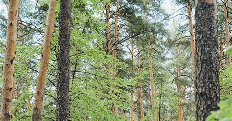 여름날 소나무와 돌로 둘러싸인 나무 판자로 구성된 숲의 긴 길 사진 Unsplash의 상록수 이미지