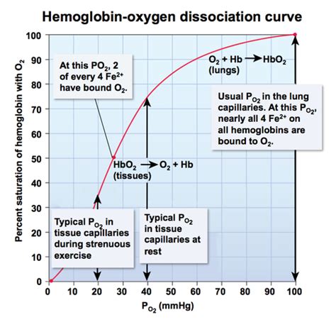 Oxygen Dissociation Curve Flashcards Quizlet Oxygen Dissociation Curve Flashcards Quizlet