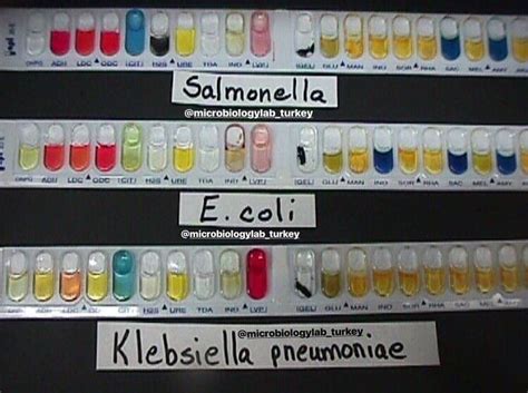 Api 20 E Test Mikrobiyoloji Microbiologia Microbiology Microscope Laboratuvar Laboratory